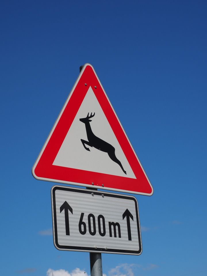 COAG denuncia que la fauna silvestre provoca un accidente de tráfico ...